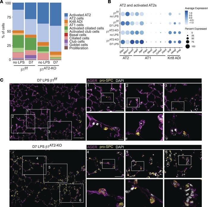 JCI Insight - Alveolar repair following LPS-induced injury requires ...