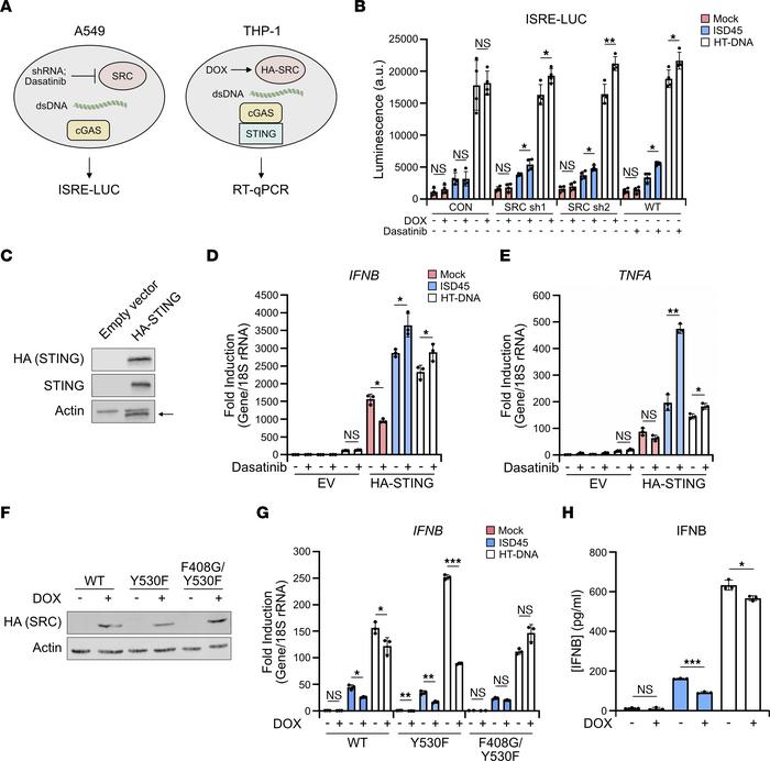 JCI Insight - The proto-oncogene SRC phosphorylates cGAS to inhibit an ...