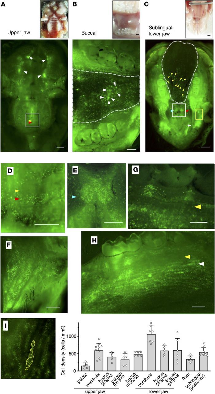 JCI Insight - Sublingual immune cell clusters and dendritic cell ...