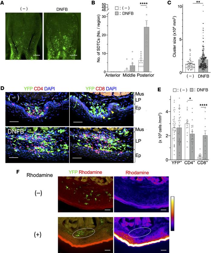 JCI Insight - Sublingual immune cell clusters and dendritic cell ...