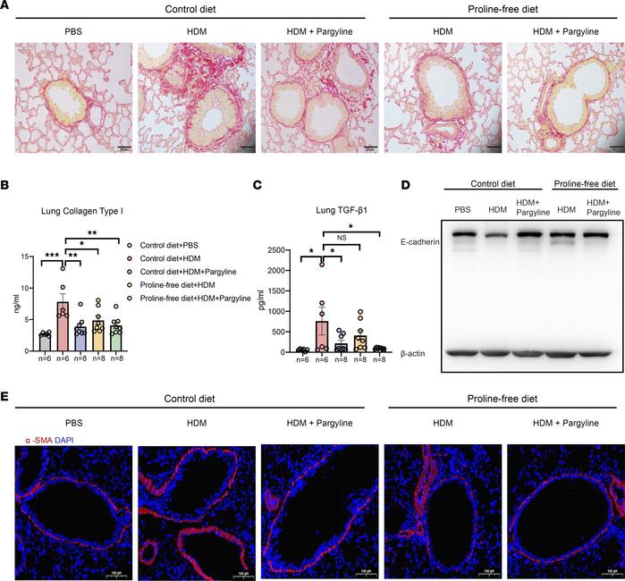 JCI Insight - Proline is increased in allergic asthma and promotes ...
