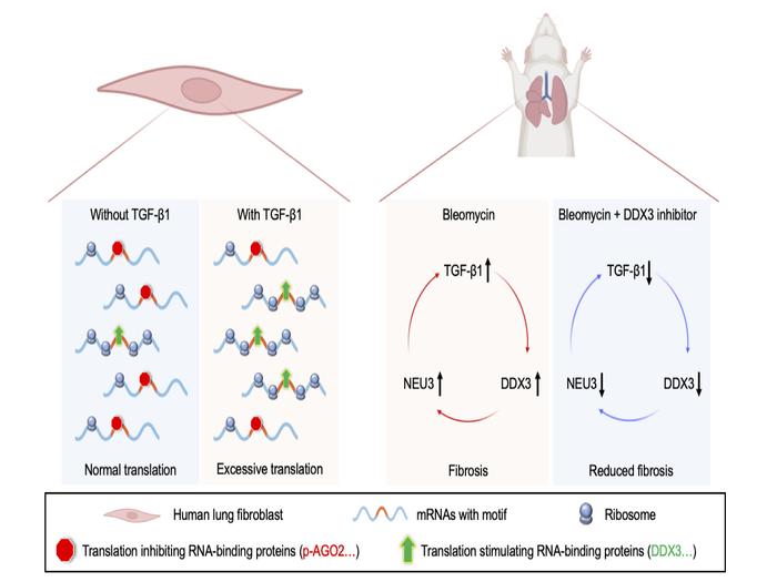 Jci Insight The Mrna Binding Protein Ddx3 Mediates Tgf β1