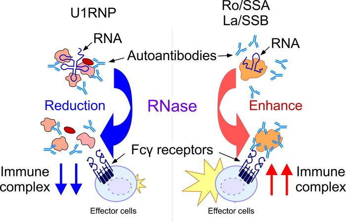 JCI Insight - Positive and negative regulation of the Fcγ receptor ...
