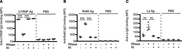 JCI Insight - Positive and negative regulation of the Fcγ receptor ...