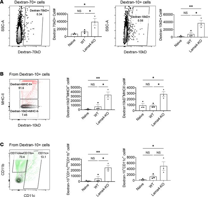 JCI Insight - FRC transplantation restores lymph node conduit defects ...