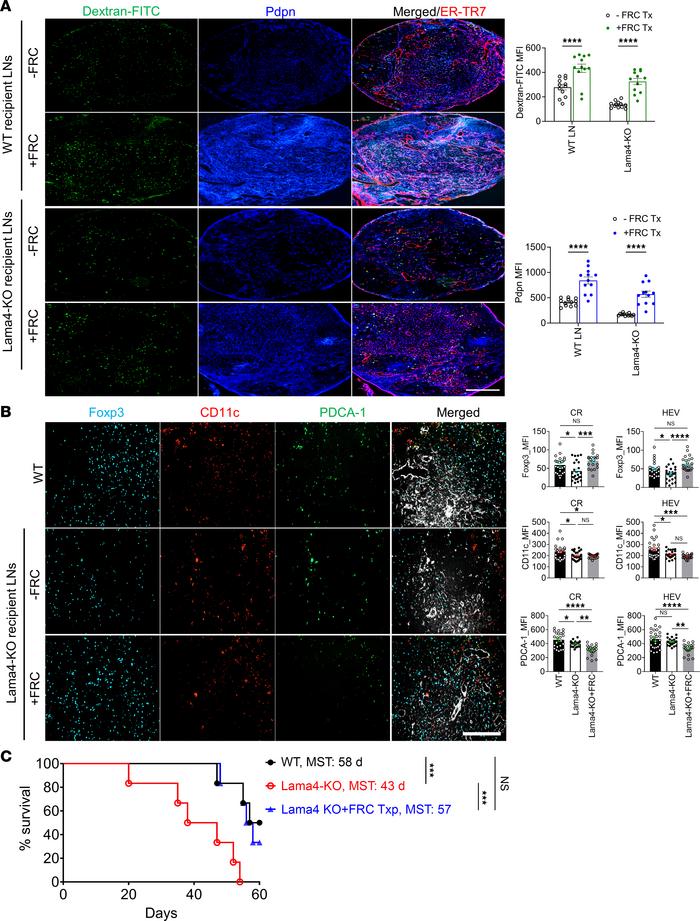 JCI Insight - FRC transplantation restores lymph node conduit defects ...