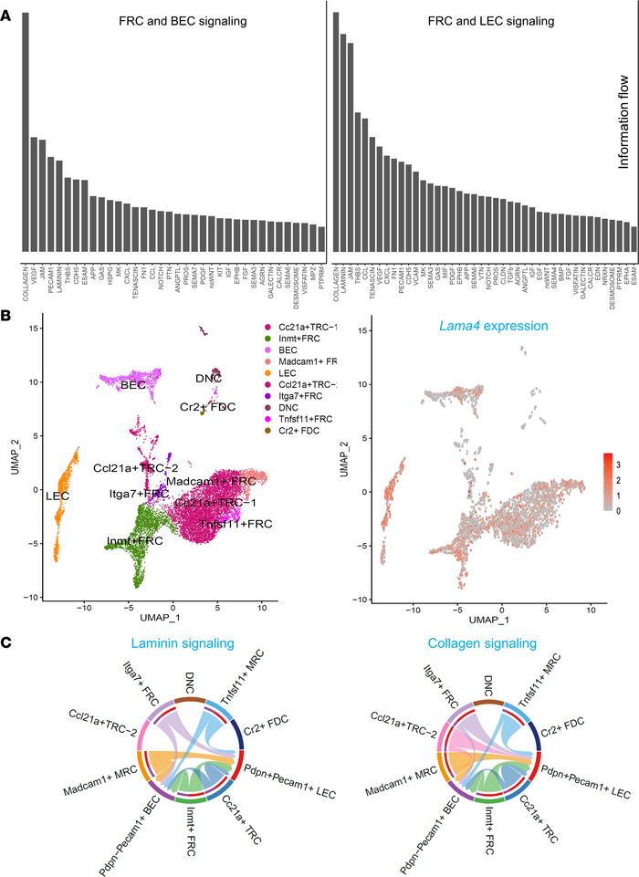 JCI Insight - FRC transplantation restores lymph node conduit defects ...