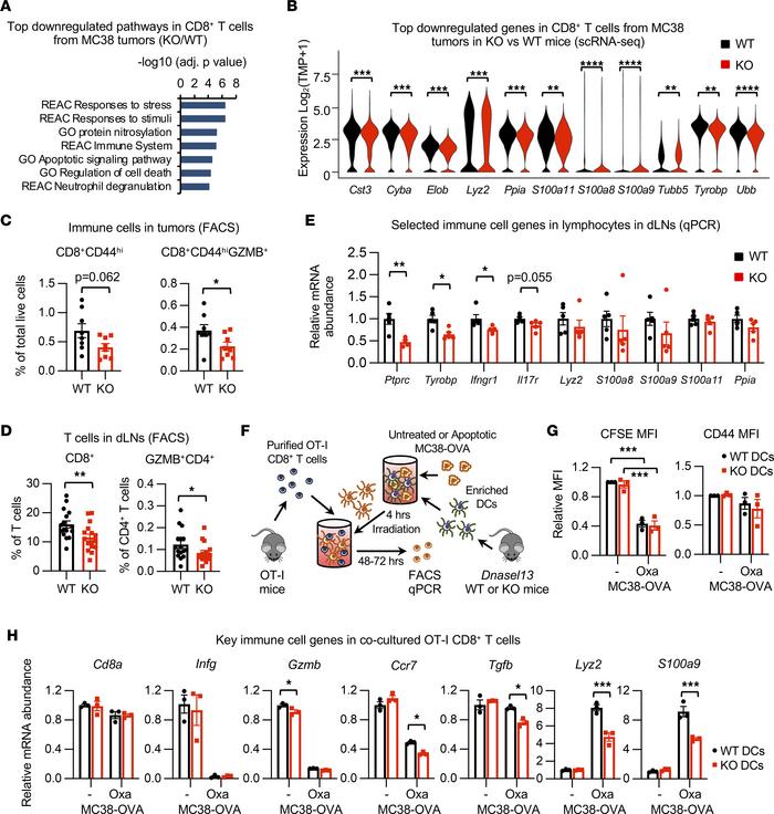 JCI Insight - DNASE1L3 enhances antitumor immunity and suppresses tumor ...