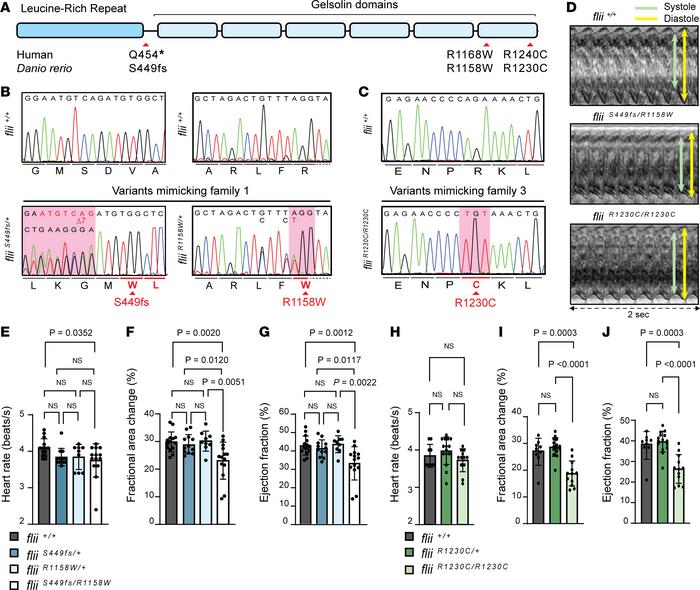 JCI Insight - Biallelic variants in FLII cause pediatric cardiomyopathy ...
