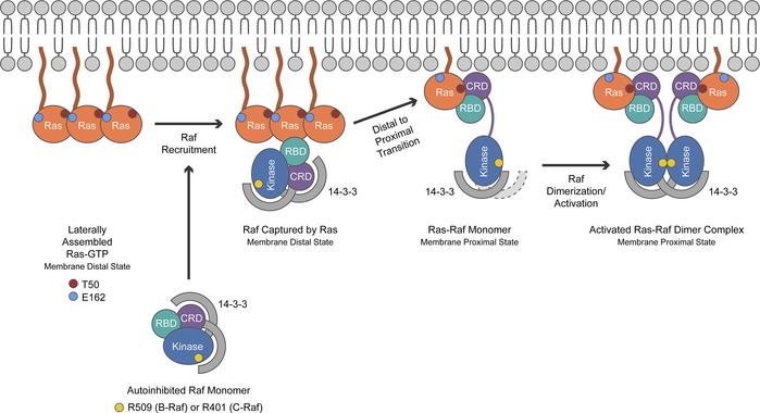 JCI Insight - Structural and functional analyses of a germline KRAS T50I mutation provide ...