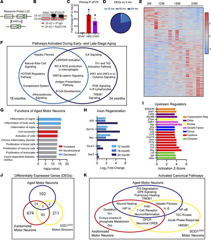 JCI Insight - Aging alters mechanisms underlying voluntary movements in ...