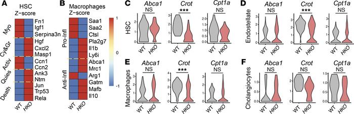 JCI Insight - miR-33 deletion in hepatocytes attenuates MASLD-MASH-HCC ...