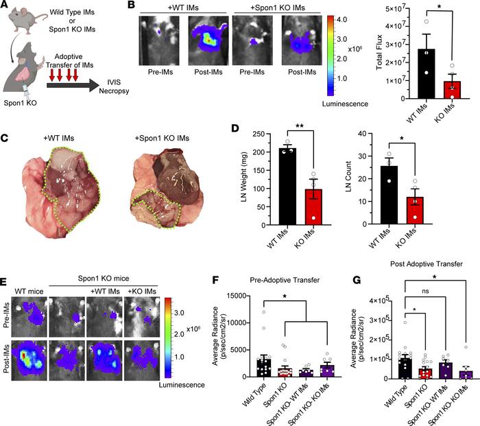 JCI Insight - Spon1+ inflammatory monocytes promote collagen remodeling ...