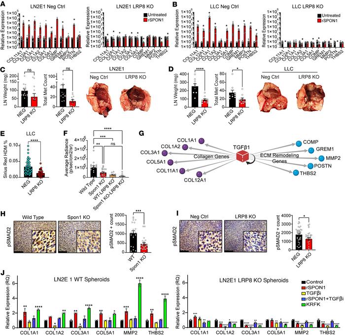 JCI Insight - Spon1+ inflammatory monocytes promote collagen remodeling ...