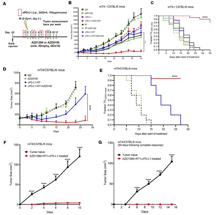 JCI Insight - Potentiating the radiation-induced type I interferon ...