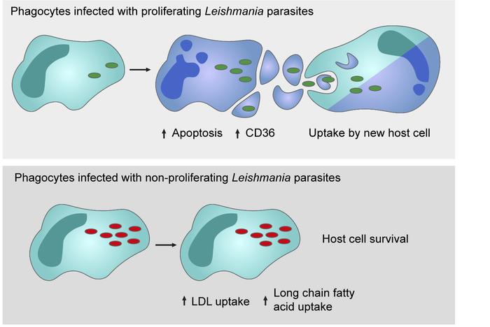 JCI Insight - Leishmania major drives host phagocyte death and cell-to ...