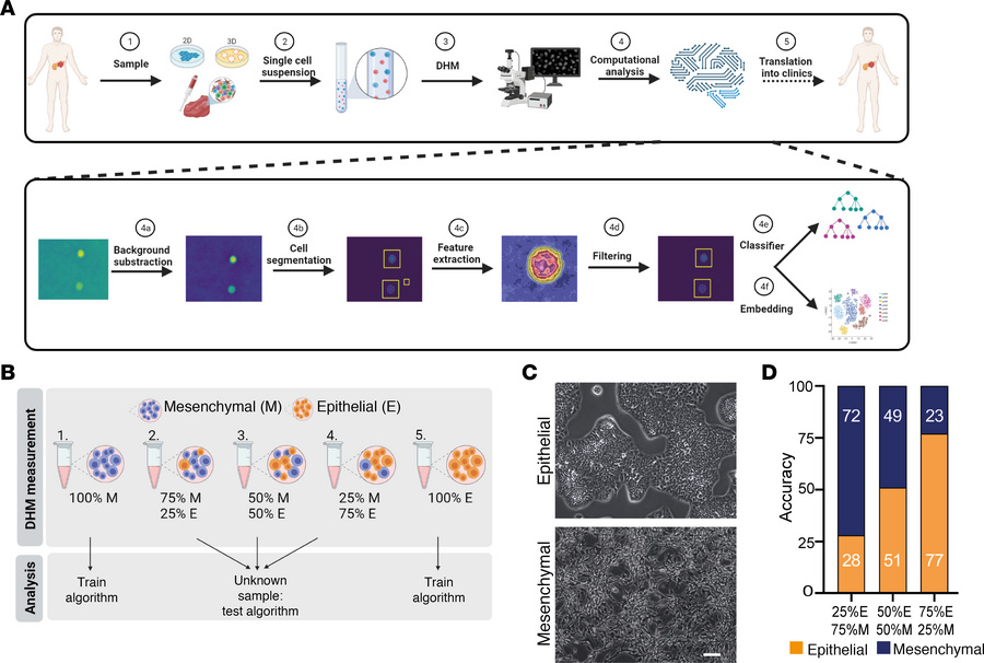 Jci Insight Label Free Single Cell Phenotyping To Determine Tumor Cell Heterogeneity In