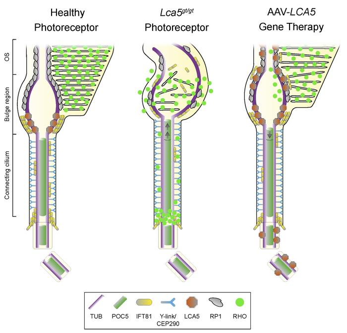 JCI Insight - Gene augmentation of LCA5-Leber congenital amaurosis ...