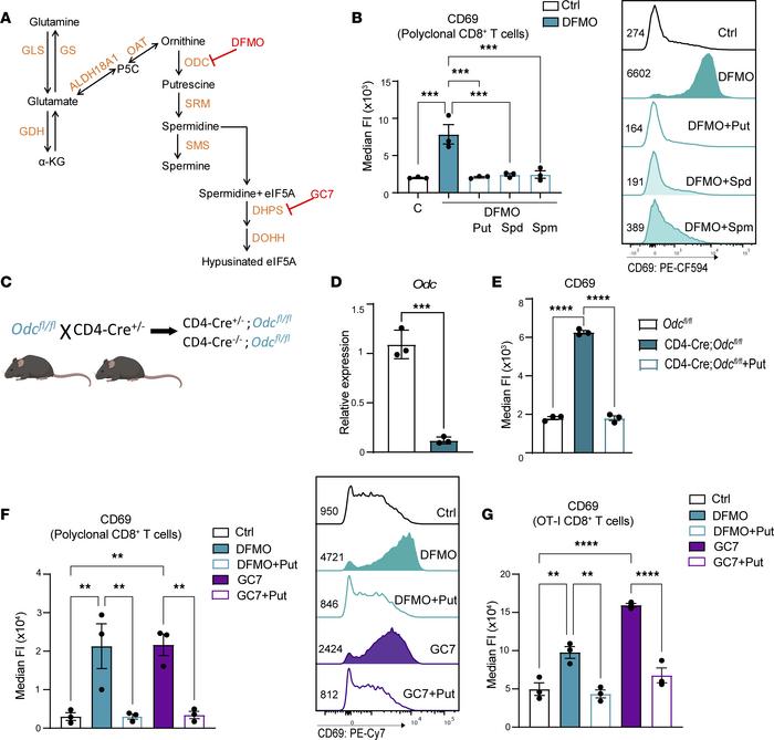 JCI Insight - Modulating the polyamine/hypusine axis controls ...
