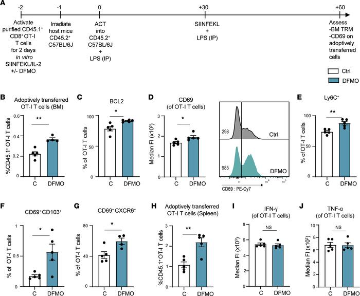 JCI Insight - Modulating the polyamine/hypusine axis controls ...