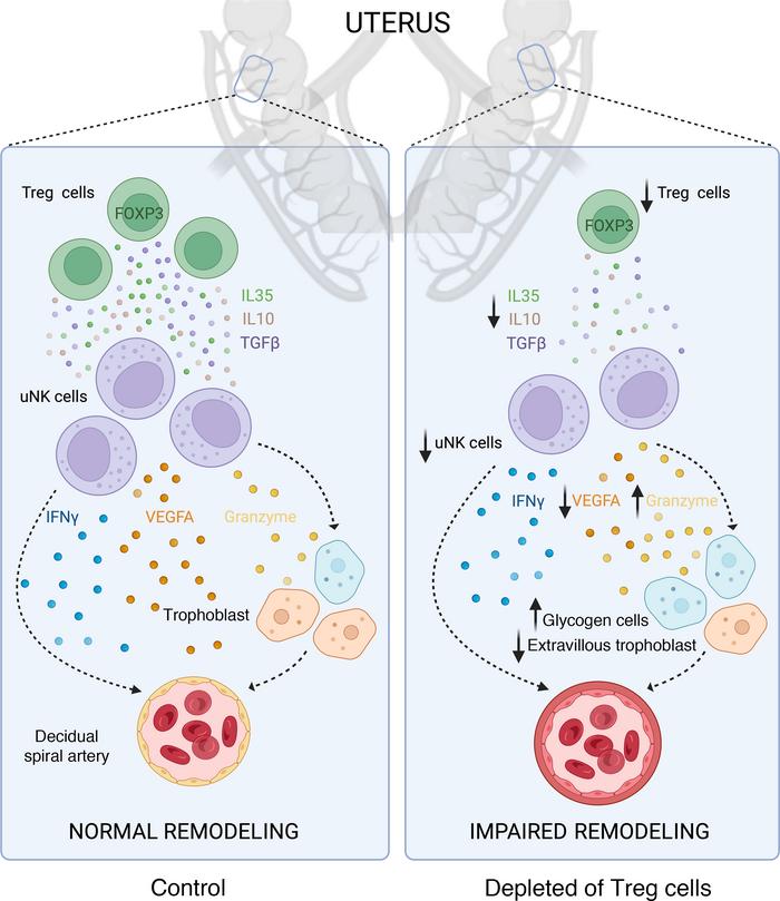 JCI Insight - Treg cells promote decidual vascular remodeling and ...