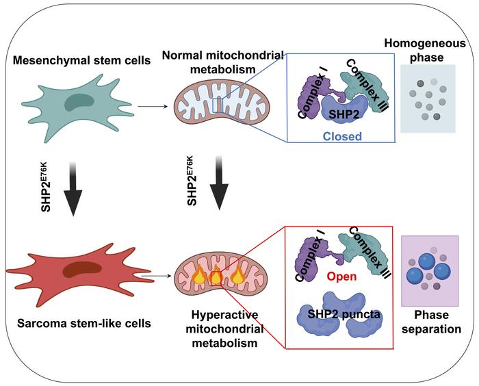 JCI Insight - Phase separation of SHP2E76K promotes malignant ...