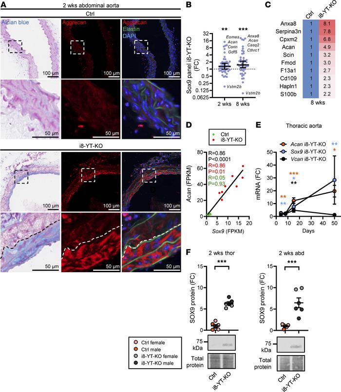 JCI Insight - Vascular smooth muscle–specific YAP/TAZ deletion triggers ...