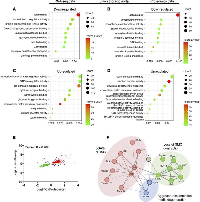 JCI Insight - Vascular smooth muscle–specific YAP/TAZ deletion triggers ...