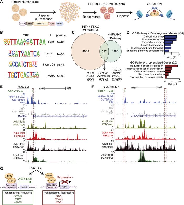 JCI Insight - HNF1α maintains pancreatic α and β cell functions in ...