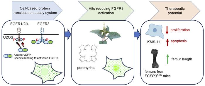 JCI Insight - Cell-based screen identifies porphyrins as FGFR3 activity ...