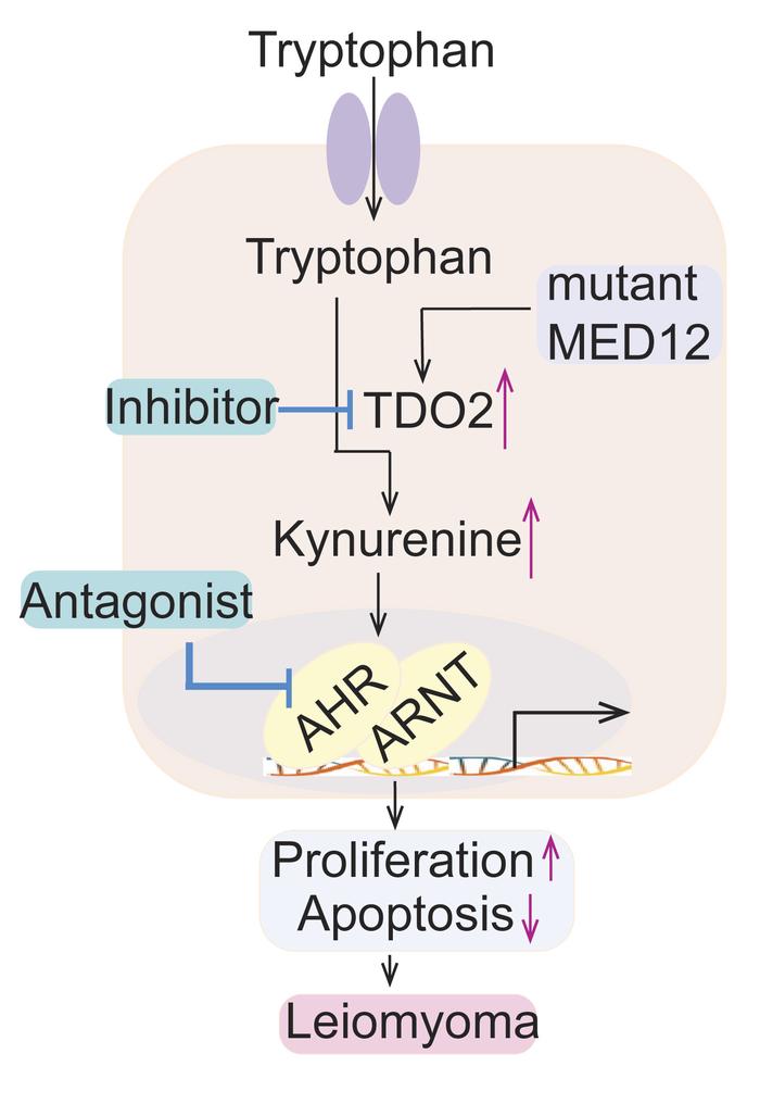 JCI Insight - MED12 mutation activates tryptophan-kynurenine-AHR ...