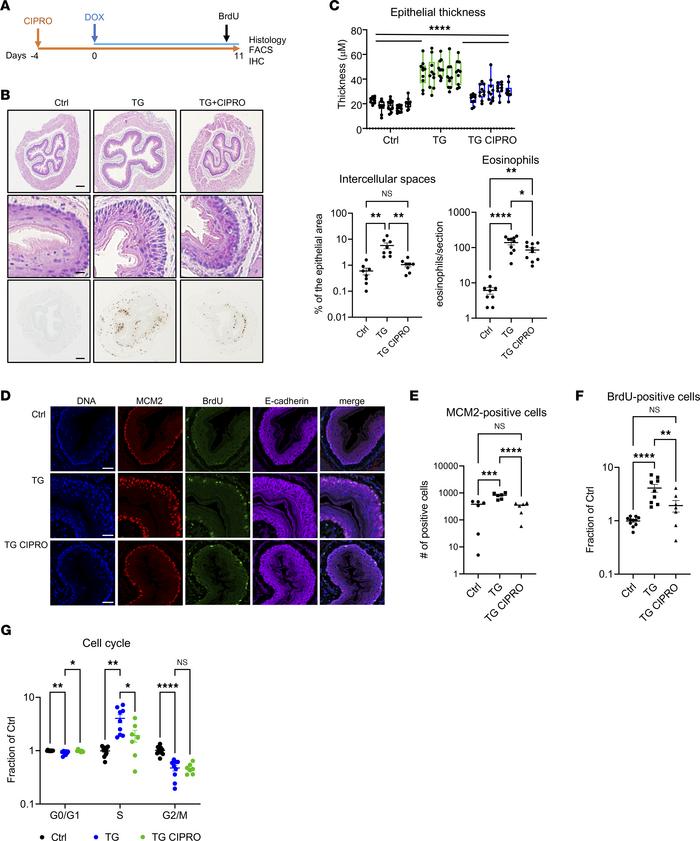 JCI Insight - The minichromosome maintenance complex drives esophageal ...