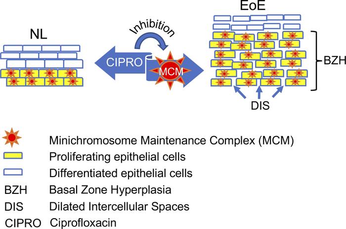 JCI Insight - The minichromosome maintenance complex drives esophageal ...