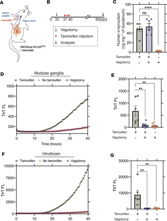 JCI Insight - Gut mucosal cells transfer α-synuclein to the vagus nerve
