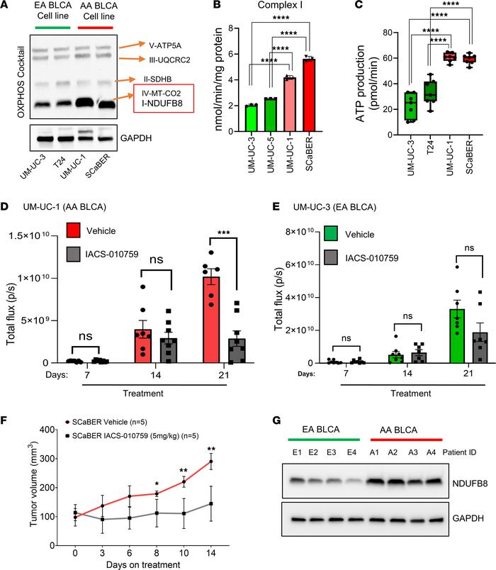 JCI Insight - Mitochondrial reprogramming by activating OXPHOS via ...