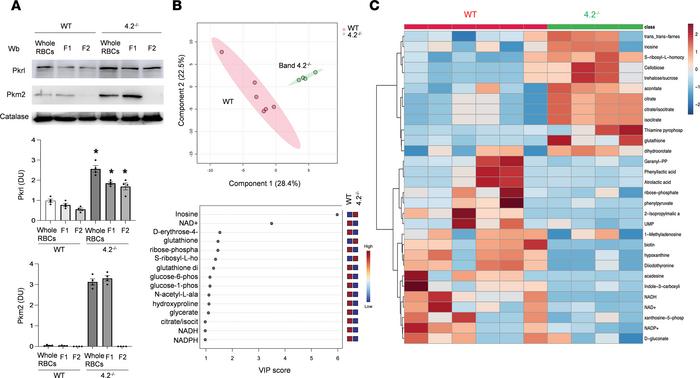 JCI Insight - Mitapivat reprograms the RBC metabolome and improves ...