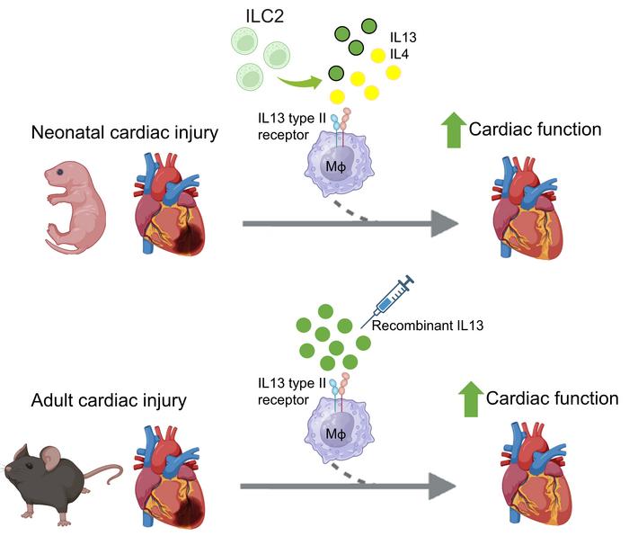 JCI Insight - Interleukin 13 promotes functional recovery after ...