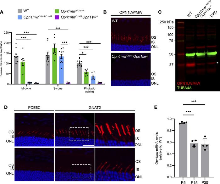JCI Insight - Structural and functional rescue of cones carrying the ...
