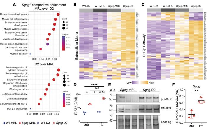 JCI Insight - The super-healing MRL strain promotes muscle growth in ...