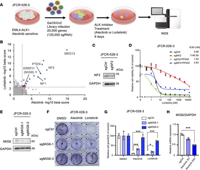 JCI Insight - MIG6 loss confers resistance to ALK/ROS1 inhibitors in NSCLC through EGFR ...