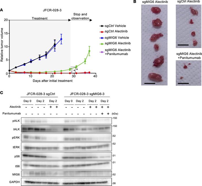 JCI Insight - MIG6 loss confers resistance to ALK/ROS1 inhibitors in ...