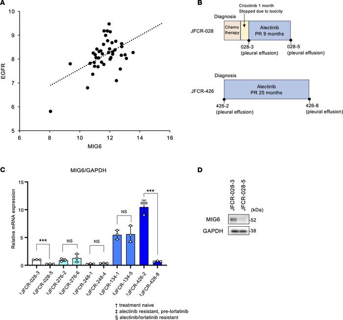 JCI Insight - MIG6 loss confers resistance to ALK/ROS1 inhibitors in ...