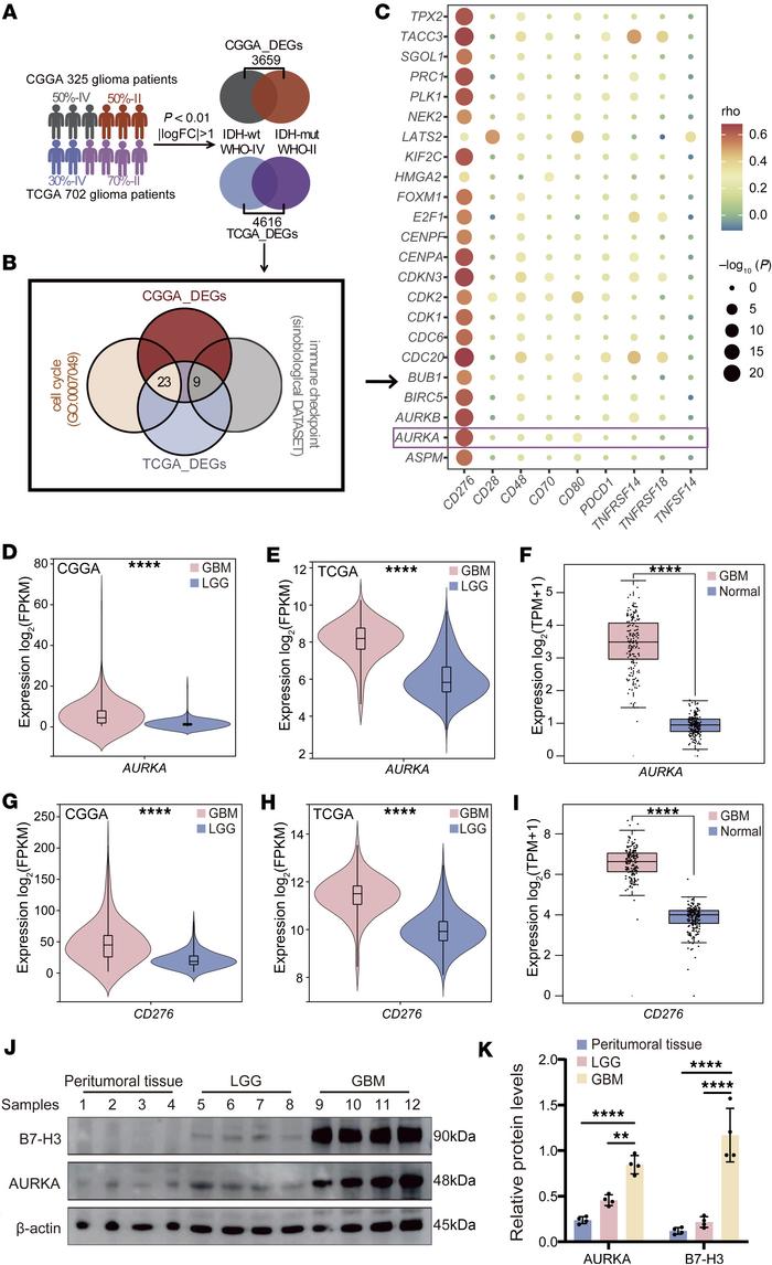 JCI Insight - The AURKA inhibitor alters the immune microenvironment ...