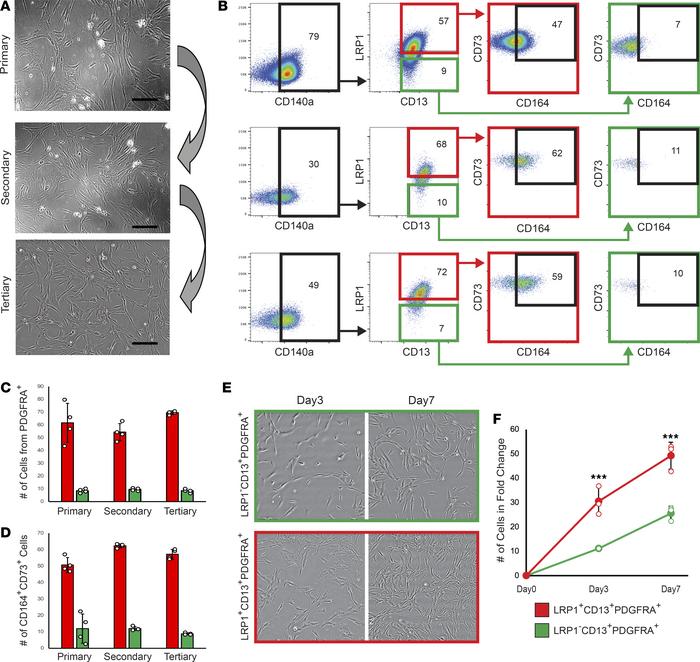 JCI Insight - Identification of LRP1+CD13+ human periosteal stem cells ...
