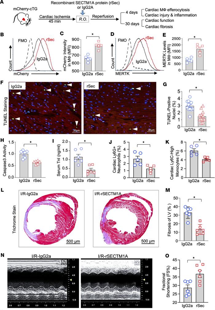 JCI Insight - Macrophage-enriched Sectm1a promotes efficient ...
