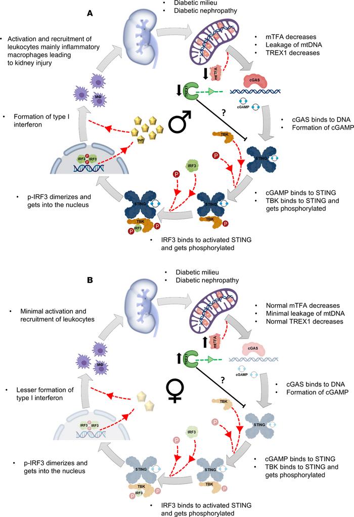 JCI Insight - Role of cGAS/STING pathway in aging and sexual dimorphism ...