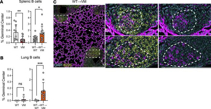 JCI Insight - Activation of autoreactive lymphocytes in the lung by ...