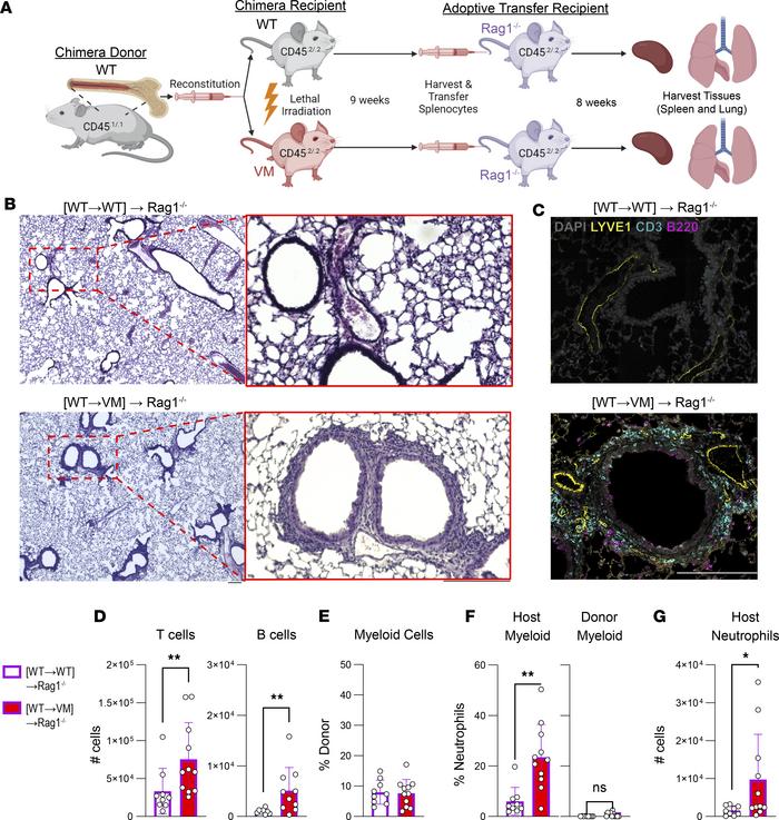 JCI Insight - Activation of autoreactive lymphocytes in the lung by ...