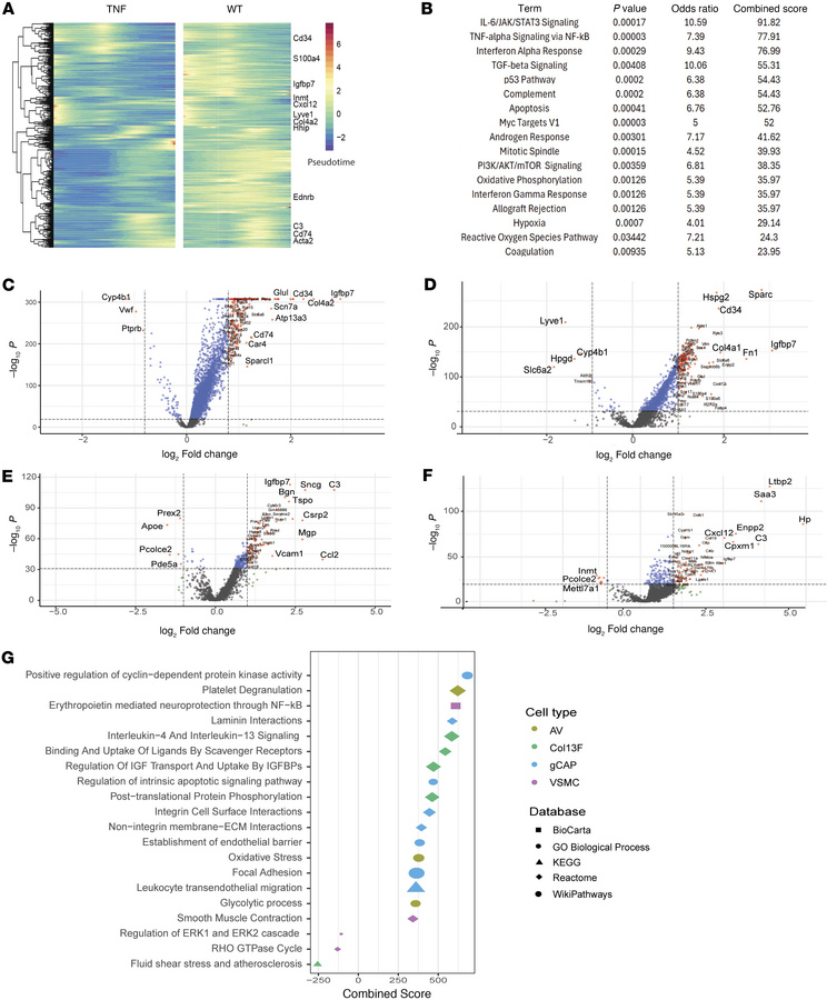JCI Insight - TNF drives aberrant BMP signaling to induce endothelial ...