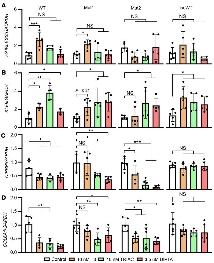 JCI Insight - Impaired T3 uptake and action in MCT8-deficient cerebral ...